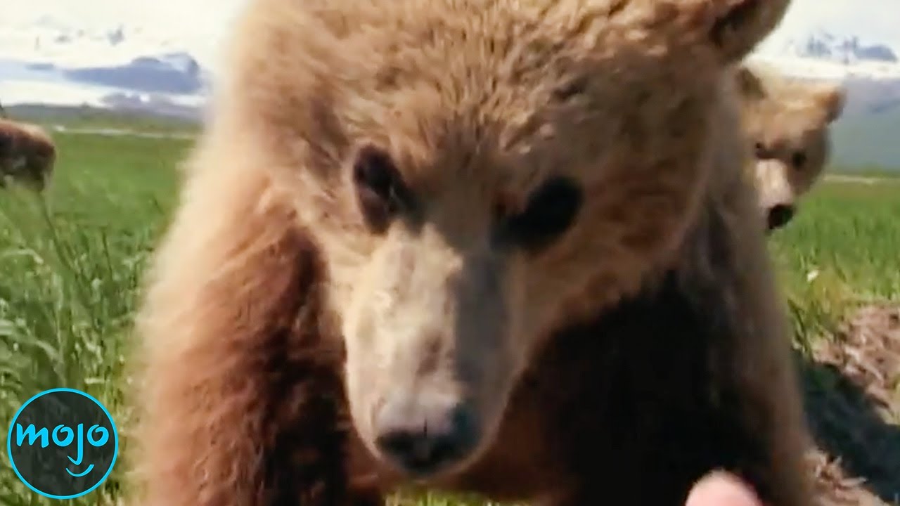 You NEED To See These Nature Documentaries! - YouTube