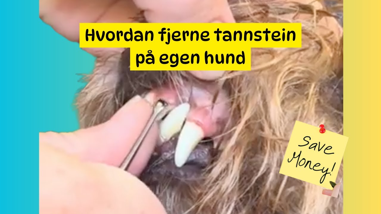Hvordan fjerne tannstein på hund - uten narkose, enkelt og skånsomt ...