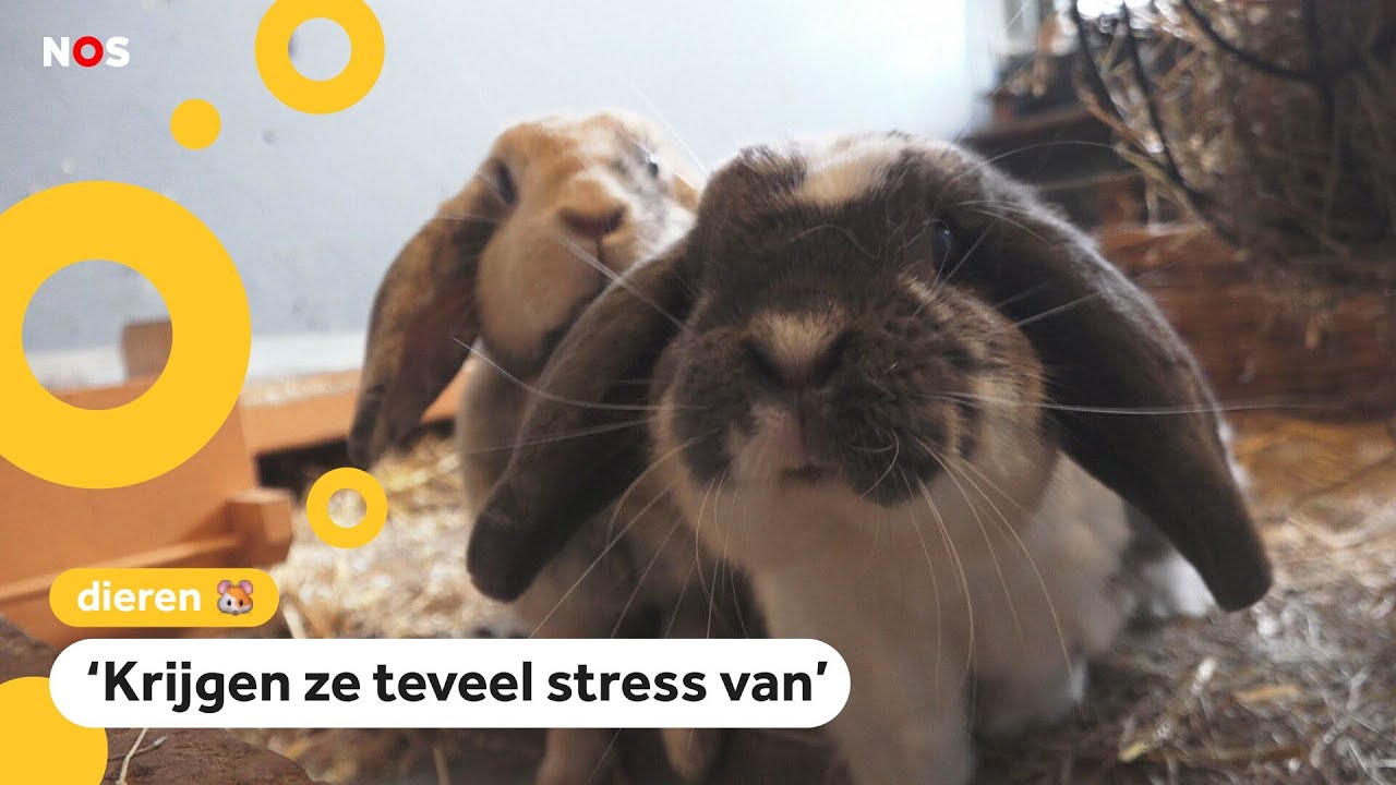 Op deze kinderboerderij mag je geen dieren aaien - YouTube
