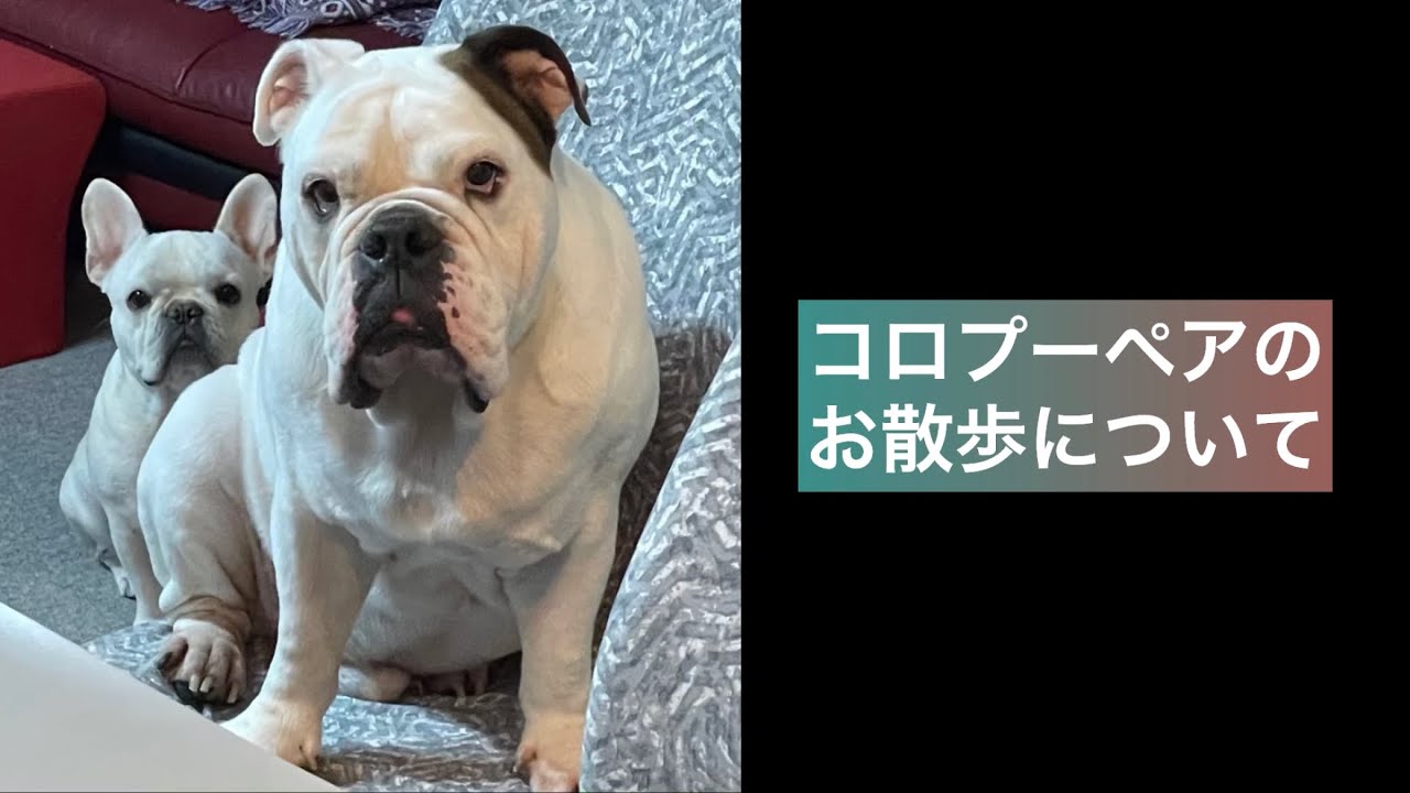 コロちゃんプーちゃんのお散歩！【ブルドッグ マルクスbulldog MARX 拡張型心筋症dilated cardiomyopathy ...
