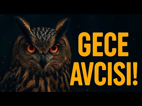 Baykuşlar Hakkında Bilmediğiniz 10 Şaşırtıcı Gerçek!