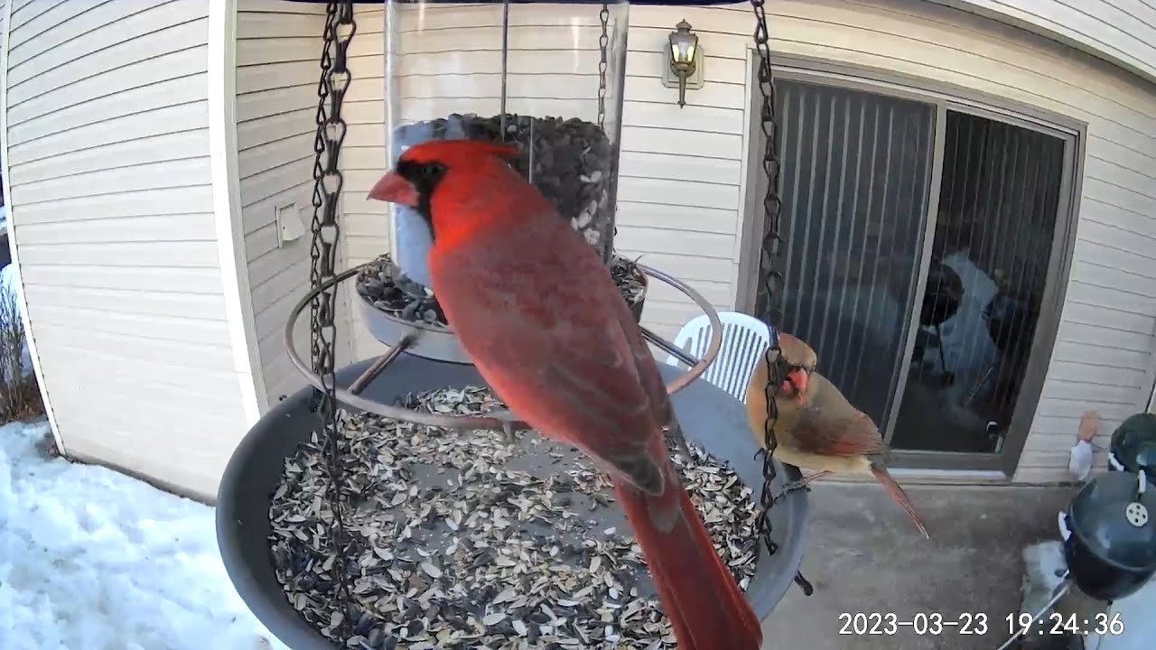 2023/03/23 - Northern Cardinal couple enjoying each other and eating ...