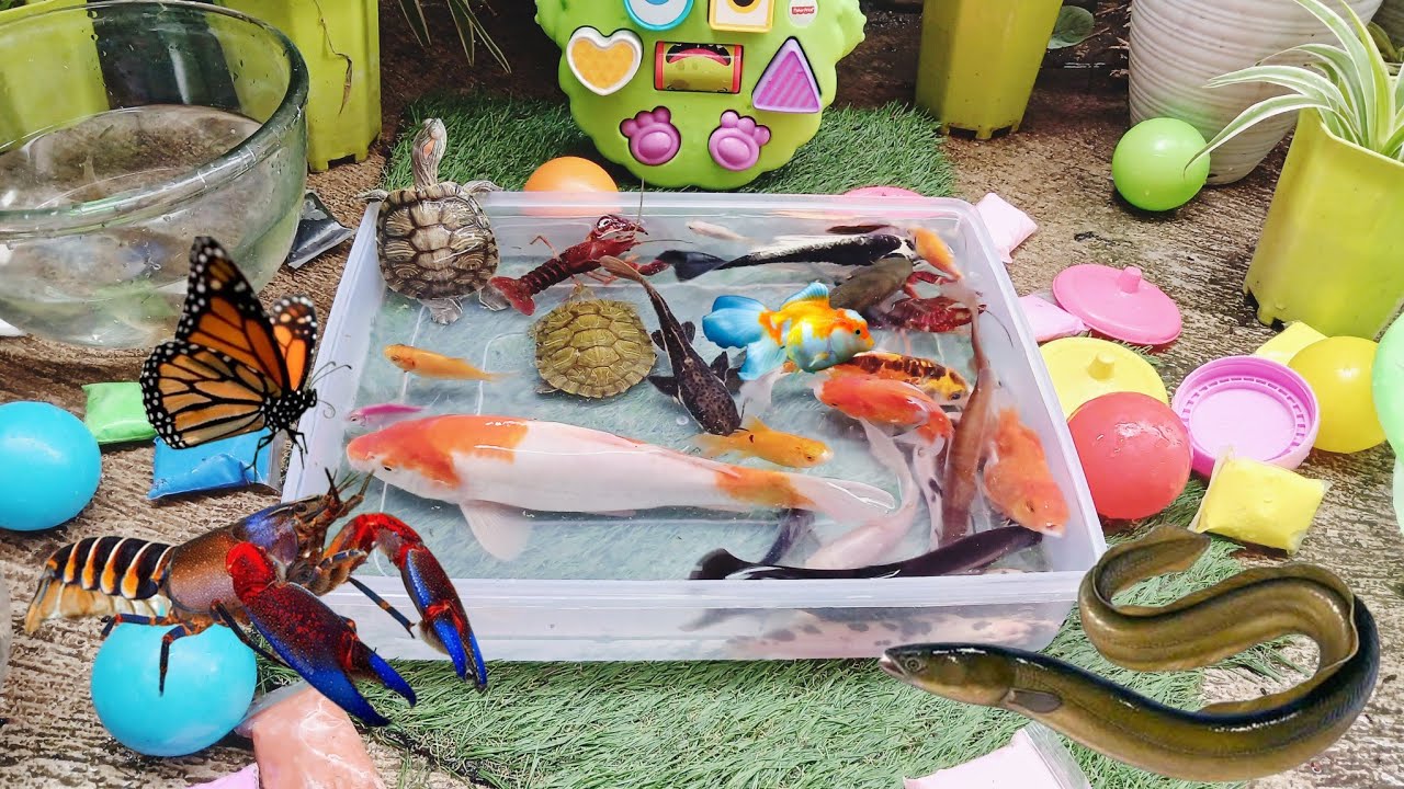 Unboxing Ikan hias, ikan cupang, Ikan Lele, ikan Koi, ikan Memphis ...
