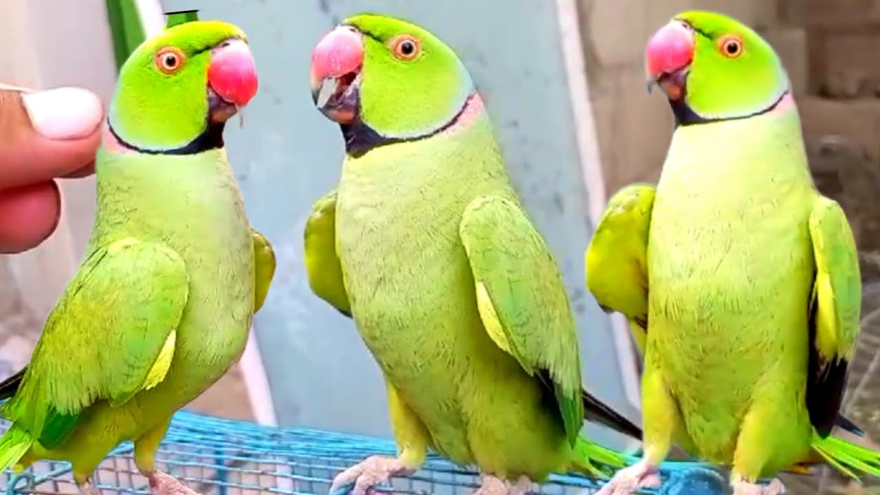 Super Parrot Show 🤣 and Video - YouTube