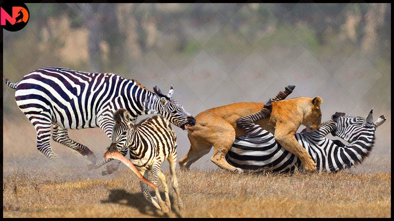 To Protect The Cubs. Aggressive Parent Zebra Bites Off The Lion's Tail ...