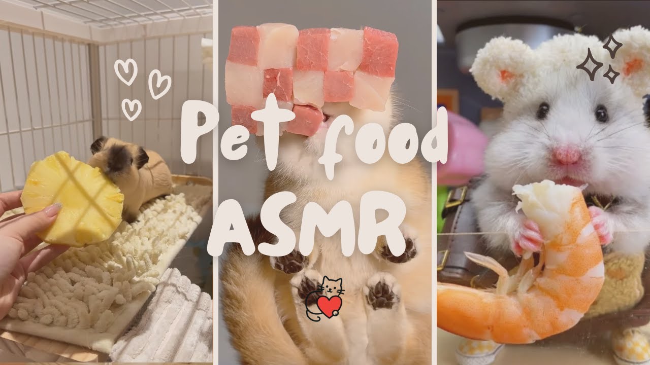 Ultimate ASMR Cat Mukbang Compilation | No Music, No Voiceover – Just ...