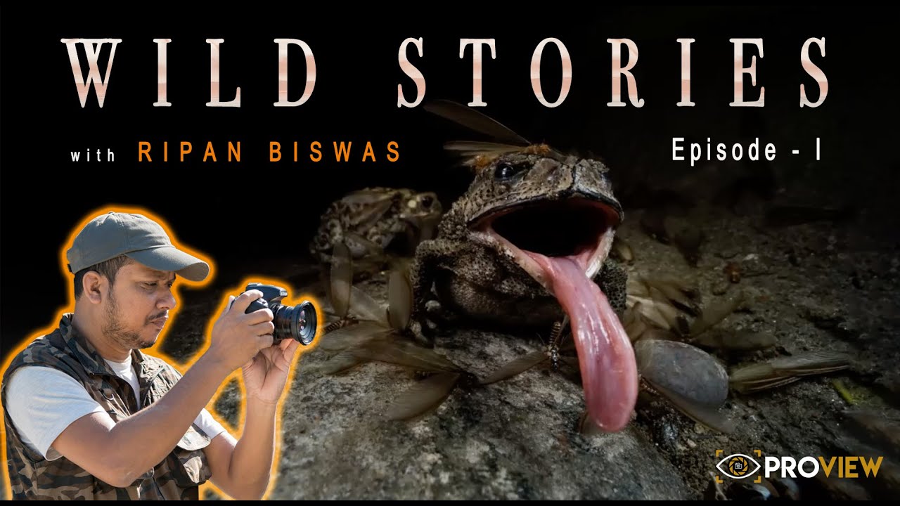 Wild Stories with Ripan Biswas - Episode 1 - YouTube