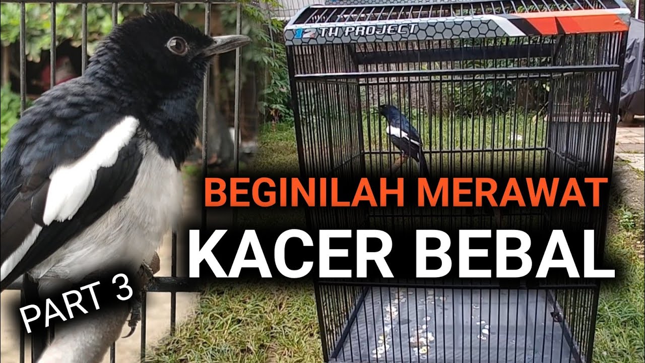 15% PERUBAHAN MERAWAT BURUNG KACER BEBAL | DR KACER NEW - YouTube