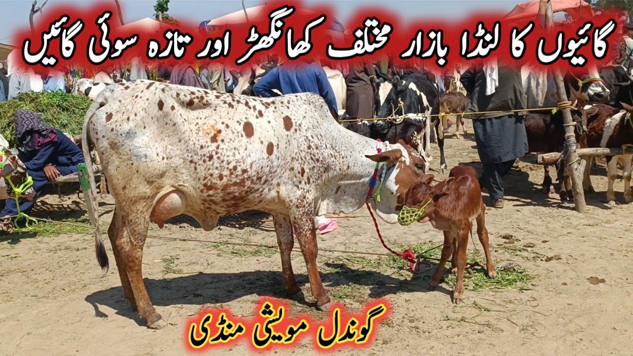 Different Milking Cows Prices On Gondal Maweshi Mandi || My Life ...