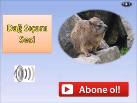 Dağ Sıçanı Sesi