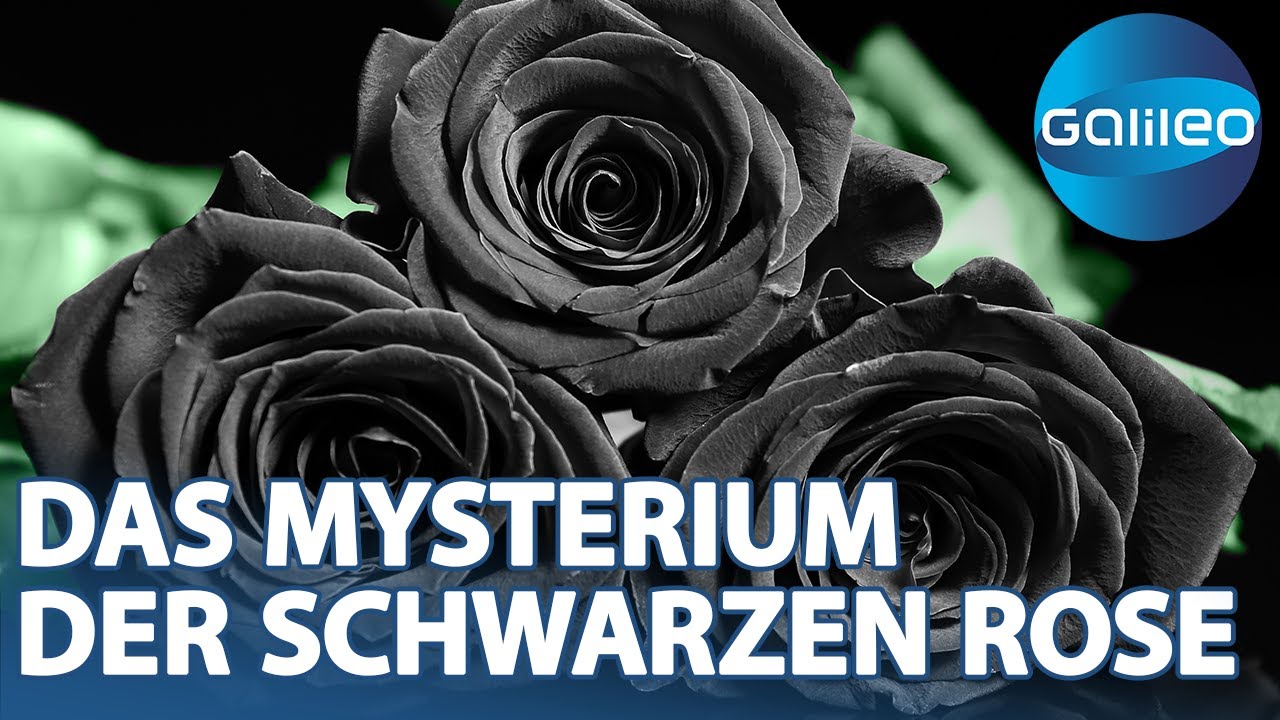 Die schwarzen Rosen von Halfeti , was verbirgt sich hinter dem ...