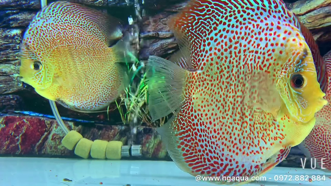 Breeding room ( Discus Fish ) - YouTube