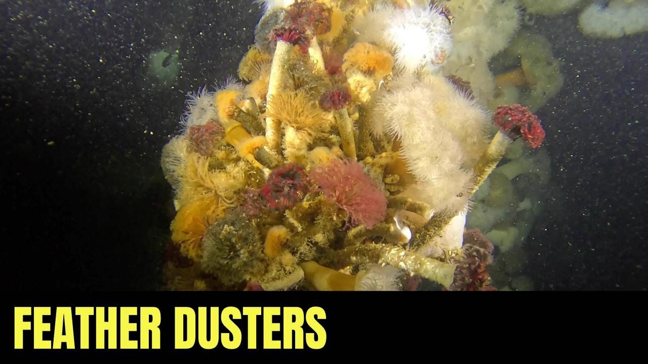 Northern Feature Duster Worms | Salish Sea Marine Wildlife - YouTube