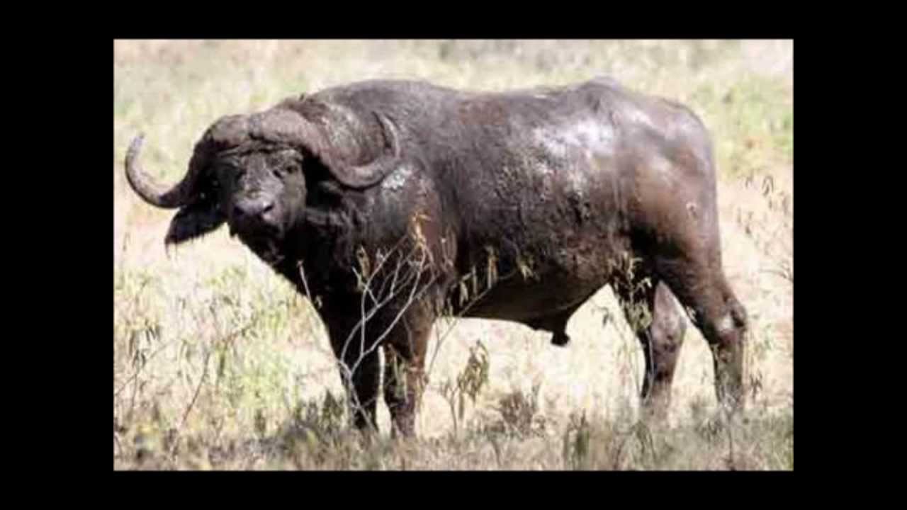 Top Ten Deadliest Animals In The World YouTube top-ten-deadliest-animals-in-the-world-youtube