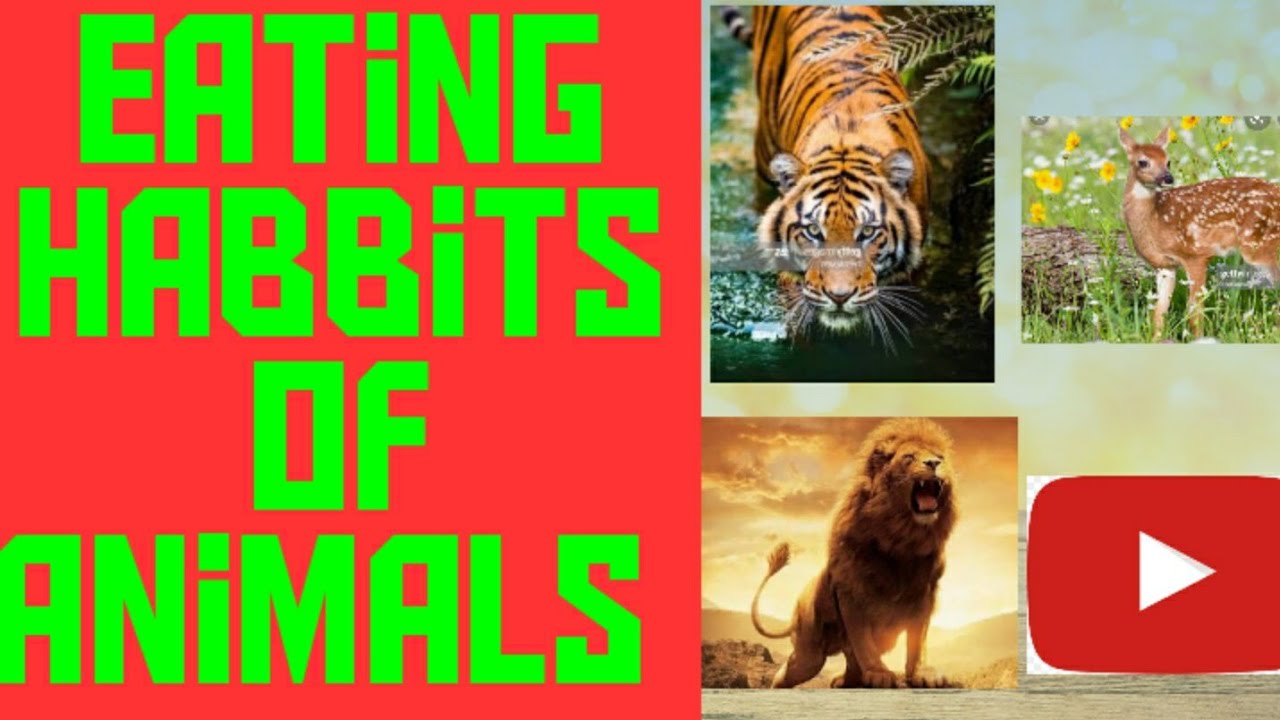 Eating HABBITS of ANIMALS - YouTube