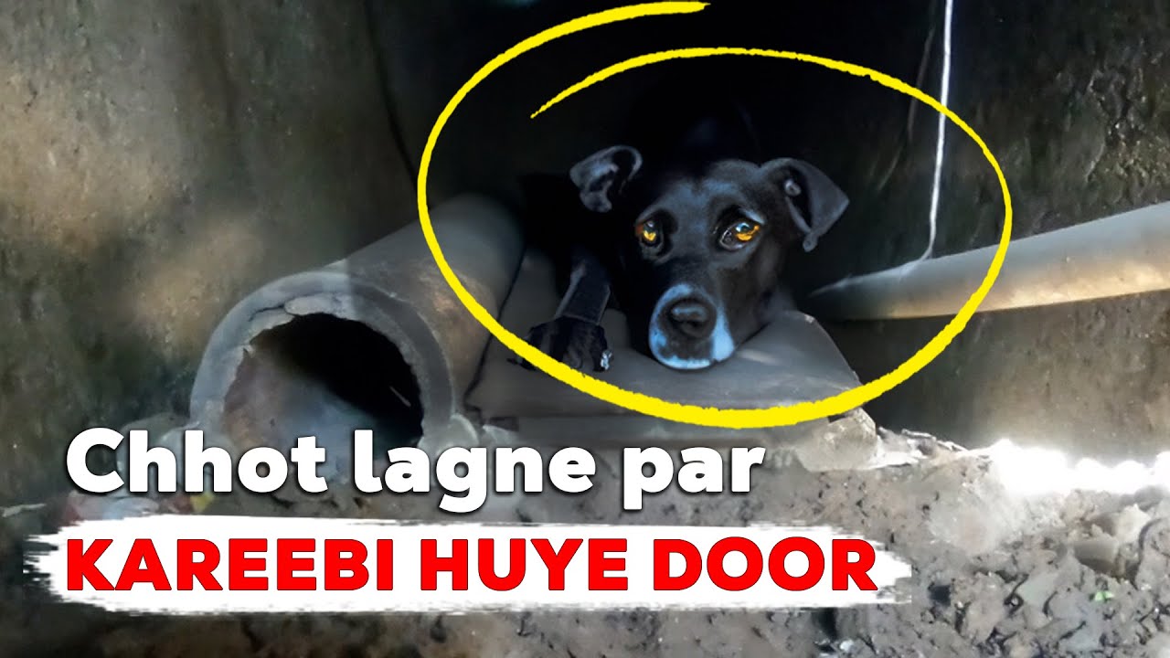 What made them hate their favorite dog #55 - YouTube