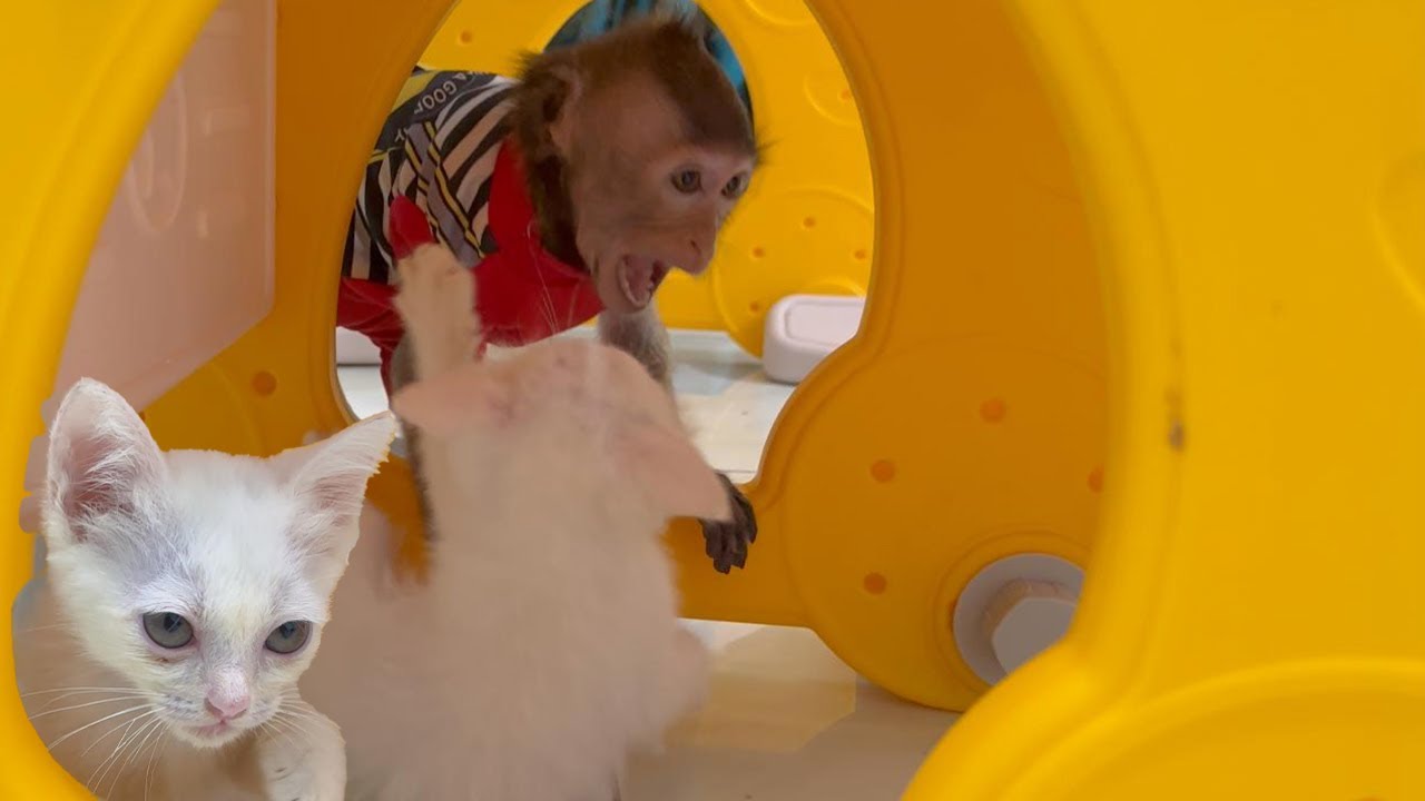 Baby Monkey Bob loves playing with kittens - YouTube