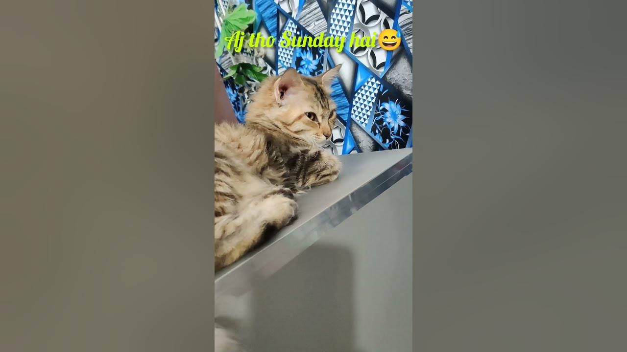 Sunday lover😂😅#funny#cat#funnycomedy#funnyshort#funnycat#funnyviedo#🤍🤍🤍 - YouTube