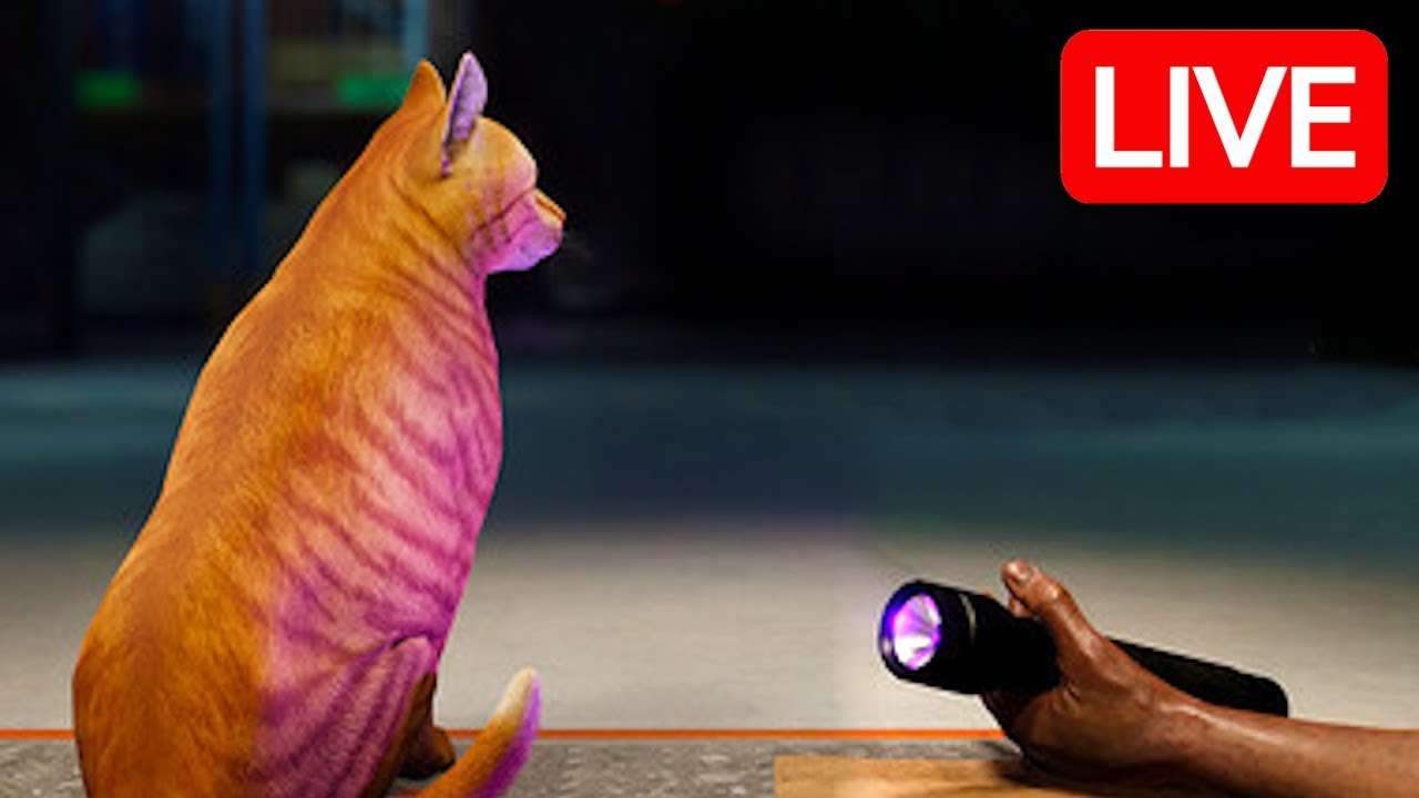 Trying to Keep My Cat Alive - LIVE 🔴 - YouTube