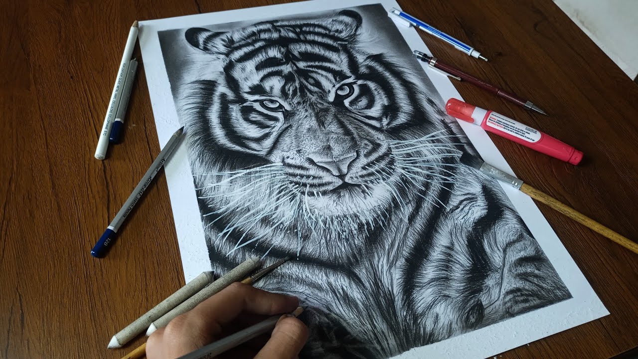 Drawing of Tiger on A3 size ll realistic tiger drawing ll # ...