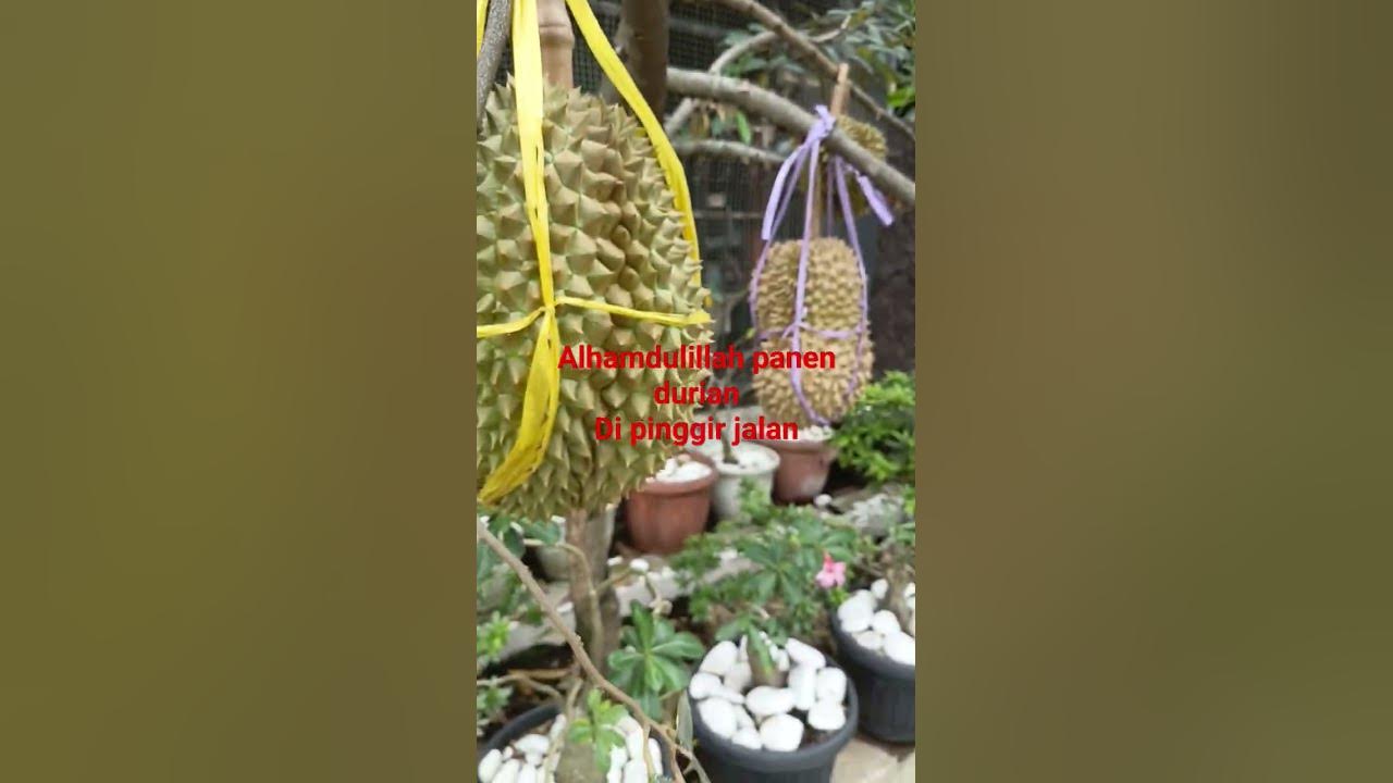 #ALHAMDULILAH PANEN DURIAN DI PINGGIR JALAN# - YouTube