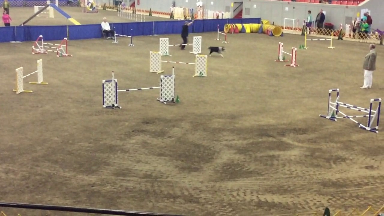 Tebow AKC Master Jumpers - YouTube