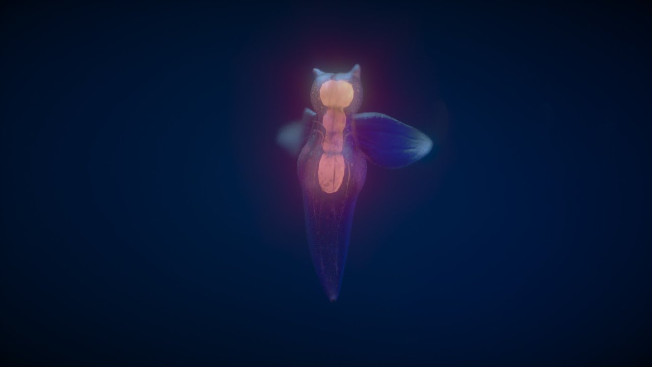 THE INCREDIBLE TWILIGHT ZONE CREATURES - YouTube