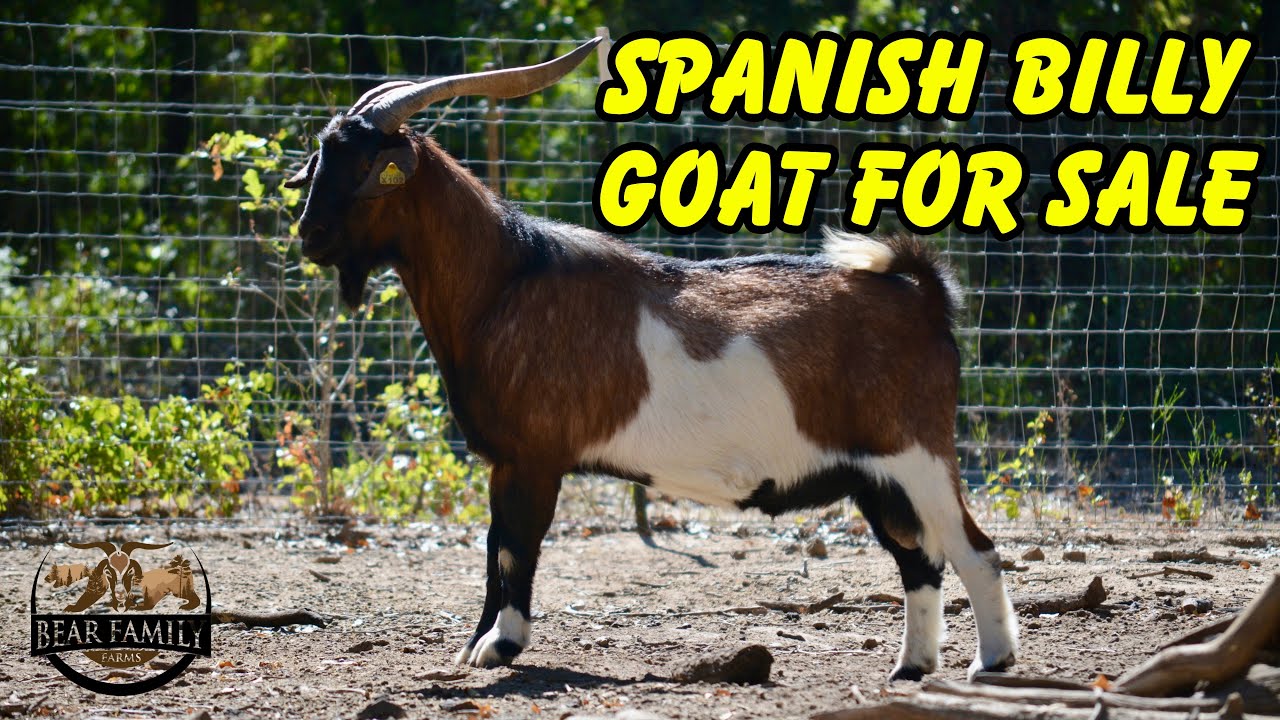 Spanish Goat Buck