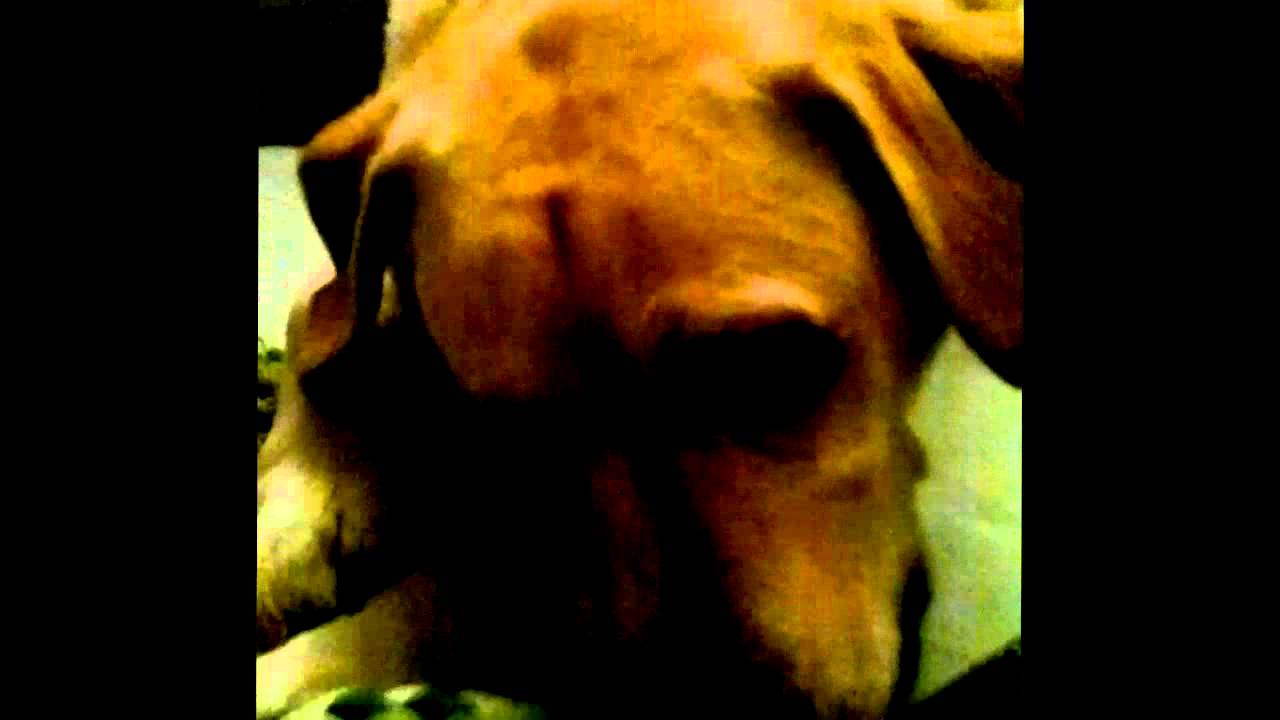 Labrador growling - YouTube