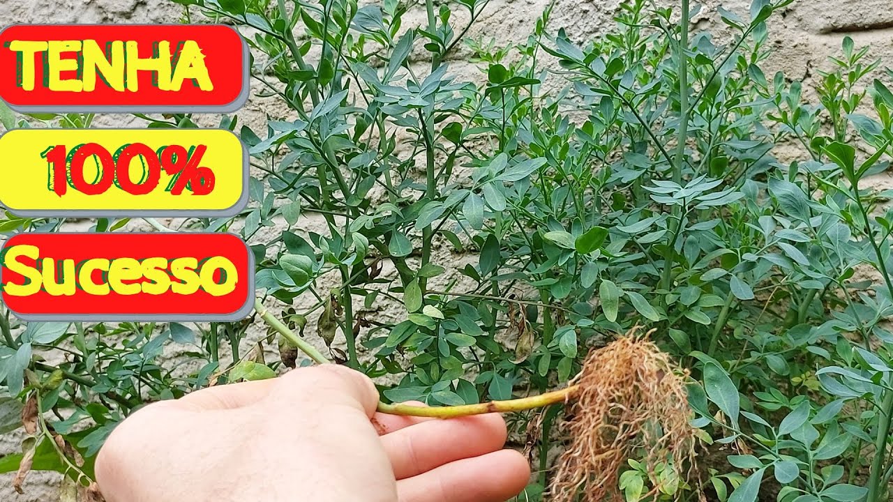 Como plantar arruda - como fazer muda de arruda - YouTube