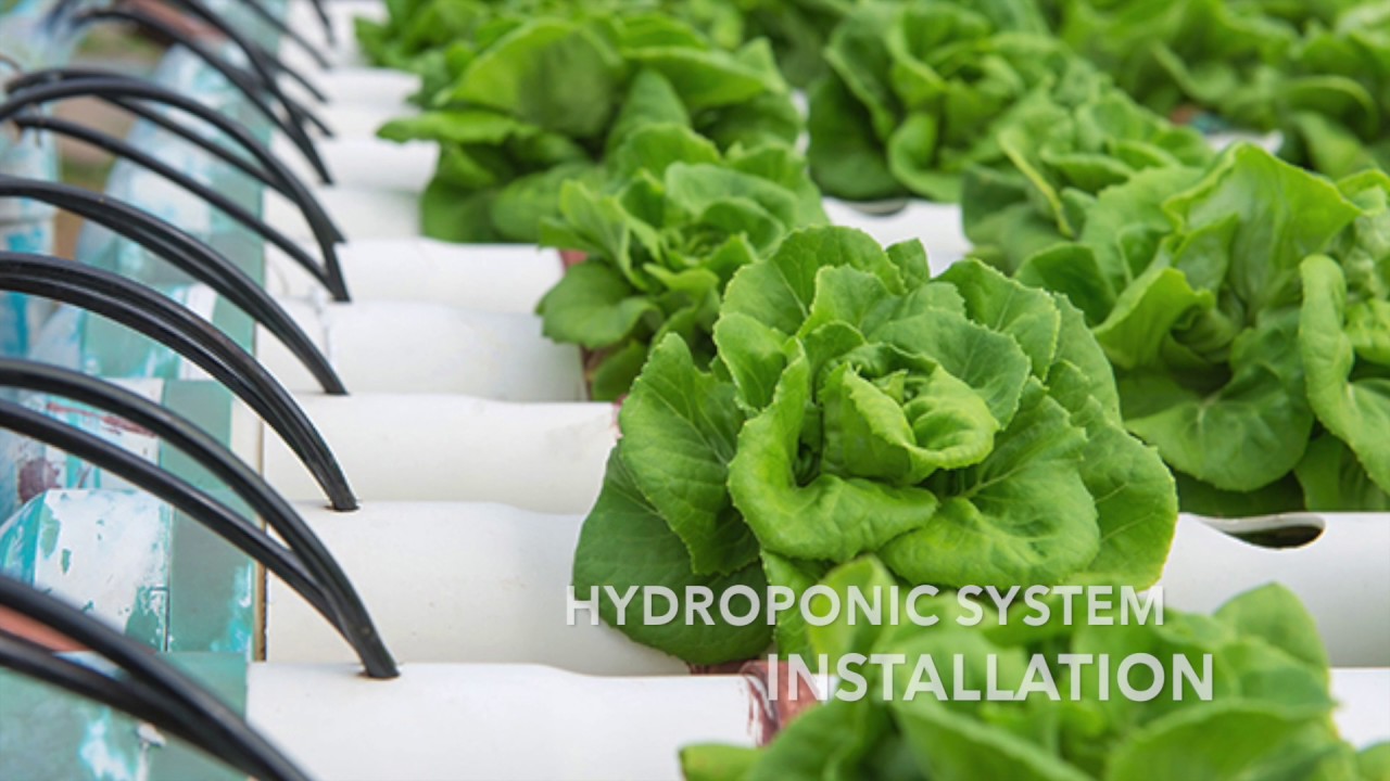 Hog City Hydro - YouTube