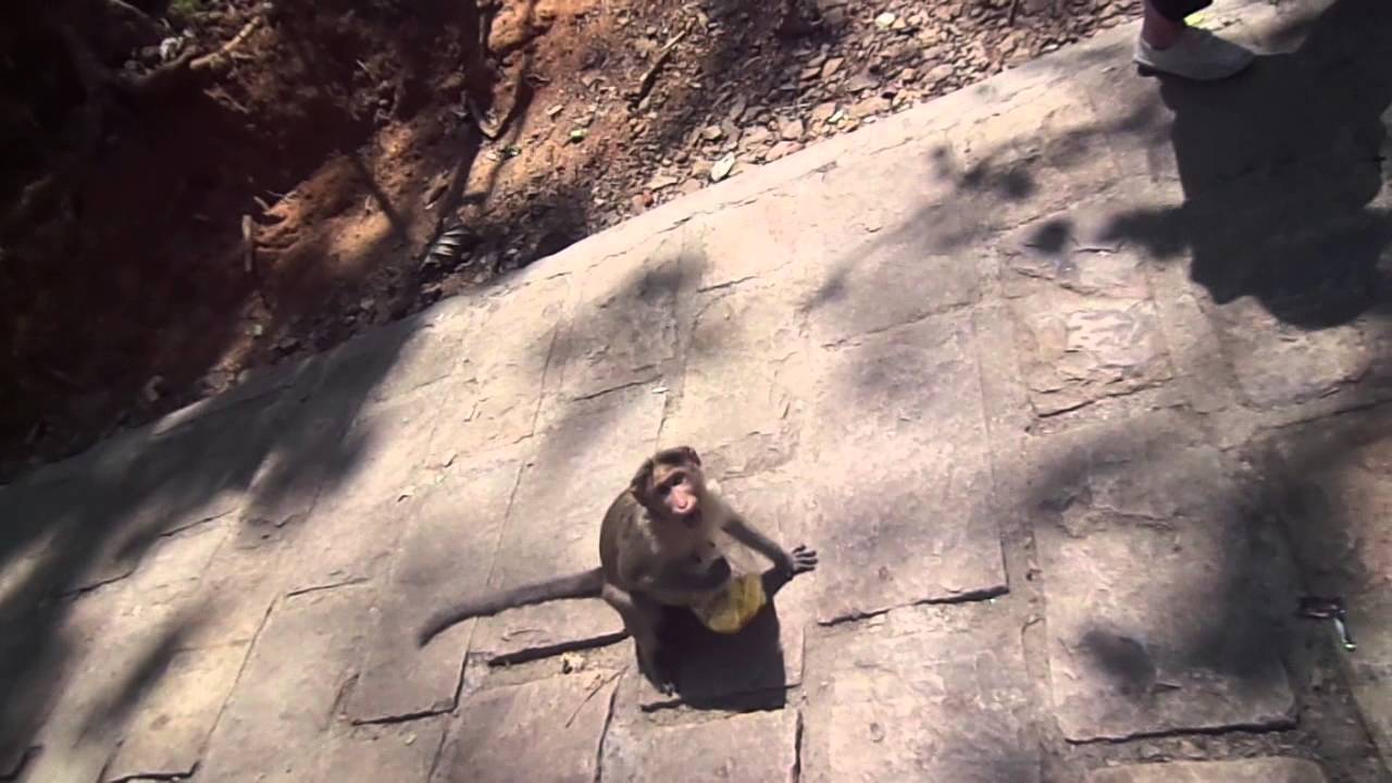 Monkey stole my crisps. - YouTube