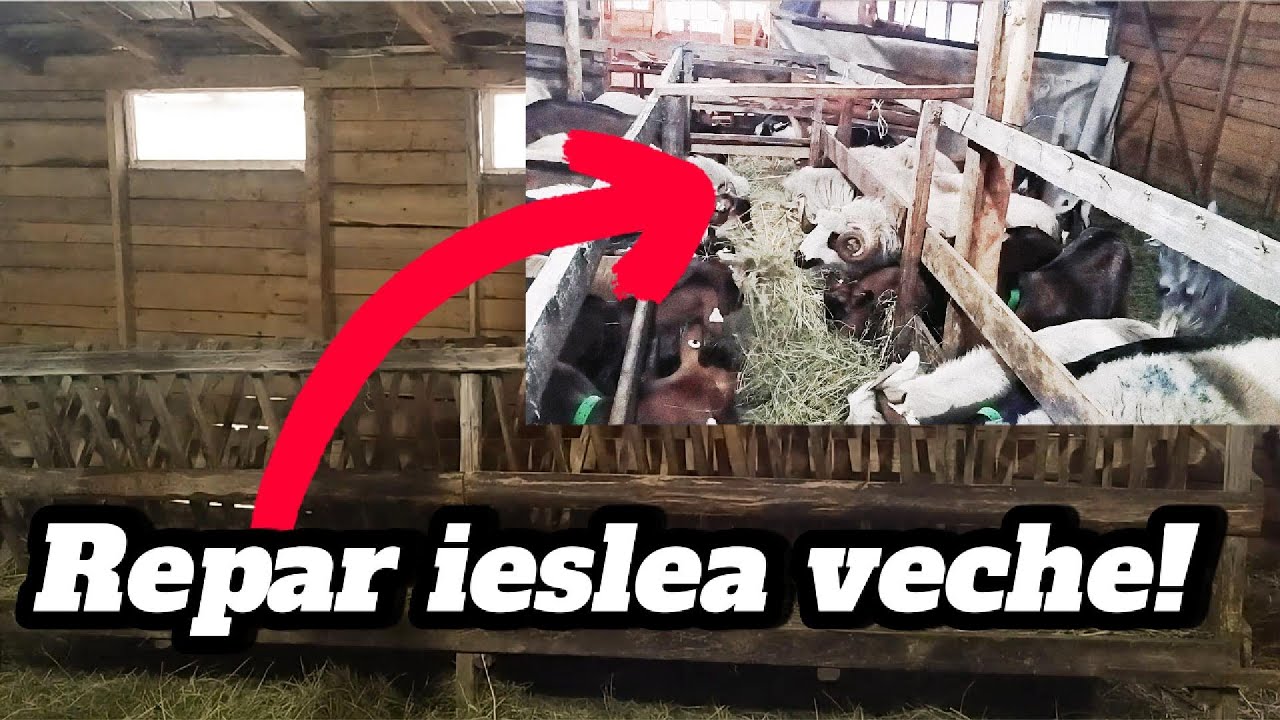 TRANSFORMARE iesle capre – de la risipă la eficiență totală - YouTube