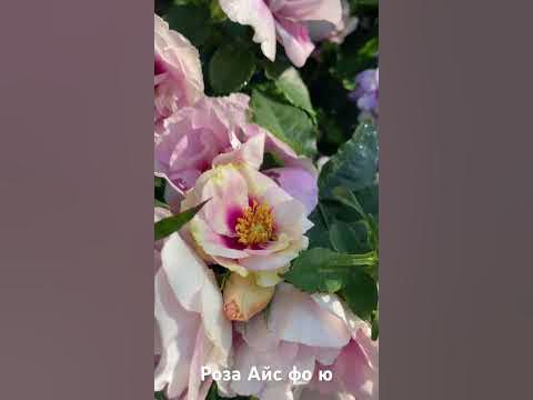 Роза Айс Фо Ю/ rose eyes for you #розарий #розы #садоводство #сад # ...