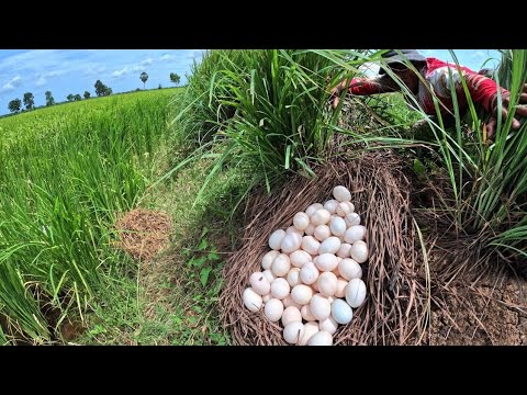 Best full video! Skills in picking duck eggs on the roadside grass ...