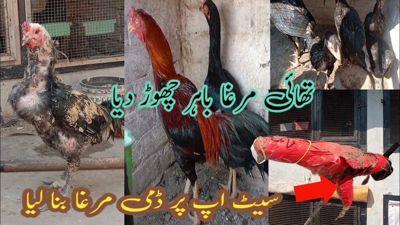 Thai murga bahir chor dia || Thai fighter chicks teak ho gaye ️🥰🥰🥰 ...
