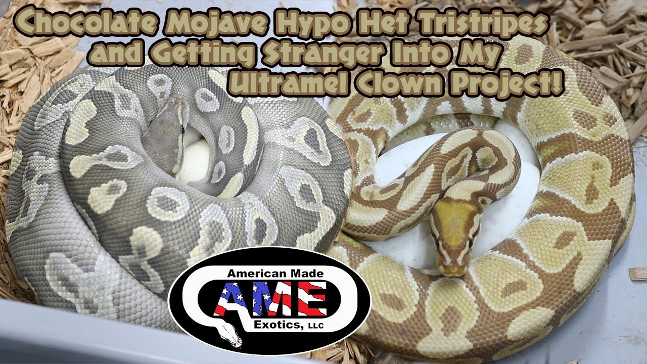 Chocolate Mojave Hypo Het Tristripes and Getting Stranger Into My Ultramel Clown Project!! AME ...