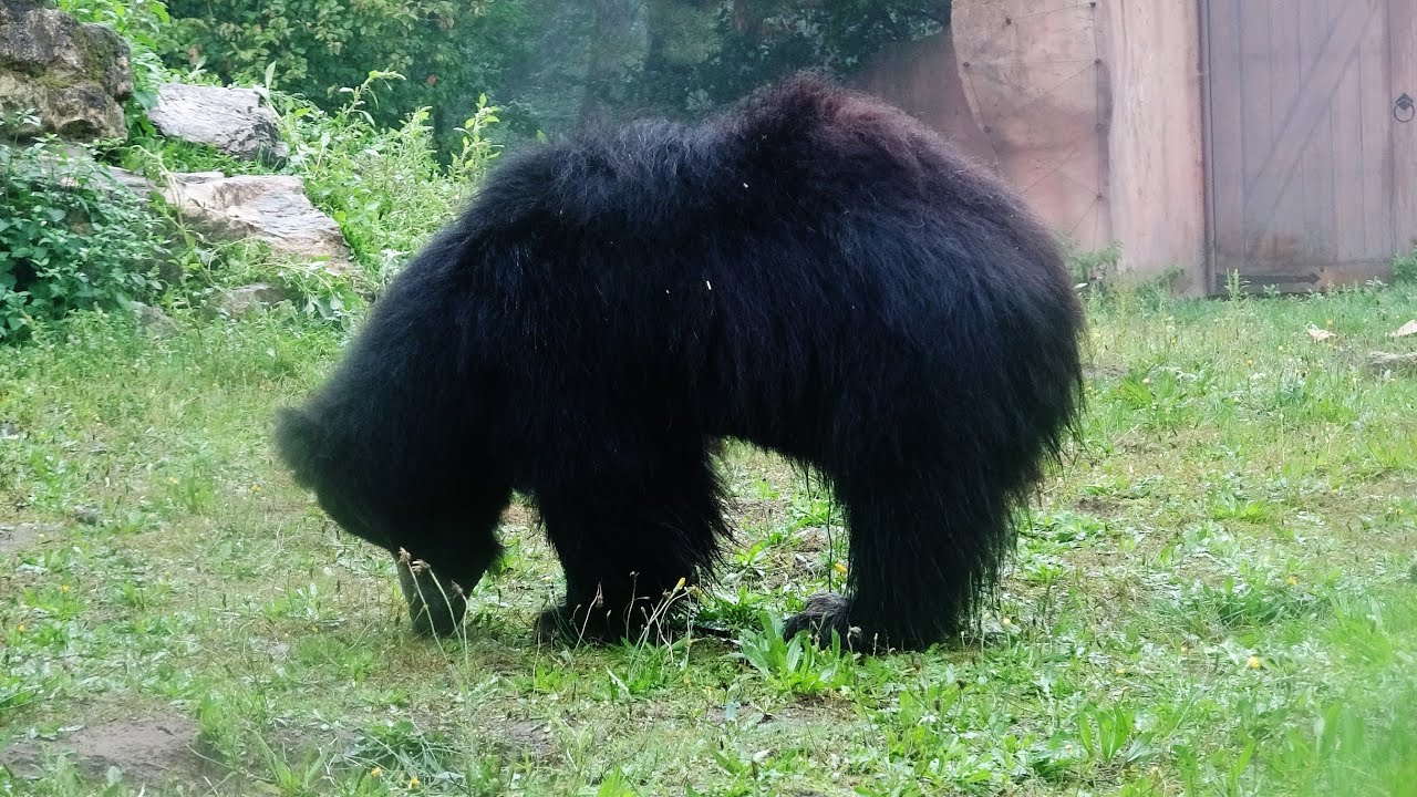 Lippenbeer Safaripark Beekse Bergen 2023 - YouTube