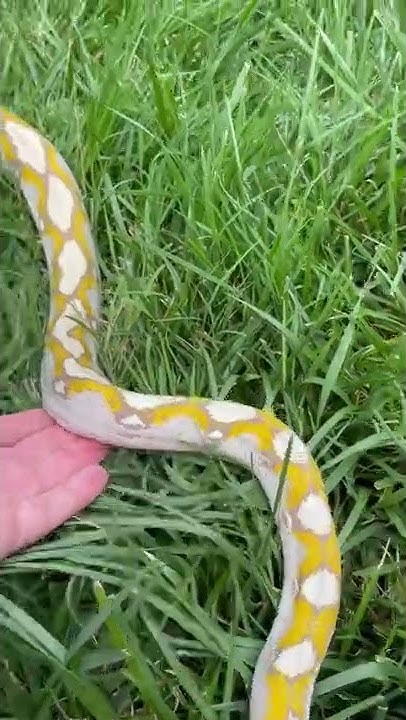 Renick Ghost Reticulated Python - YouTube