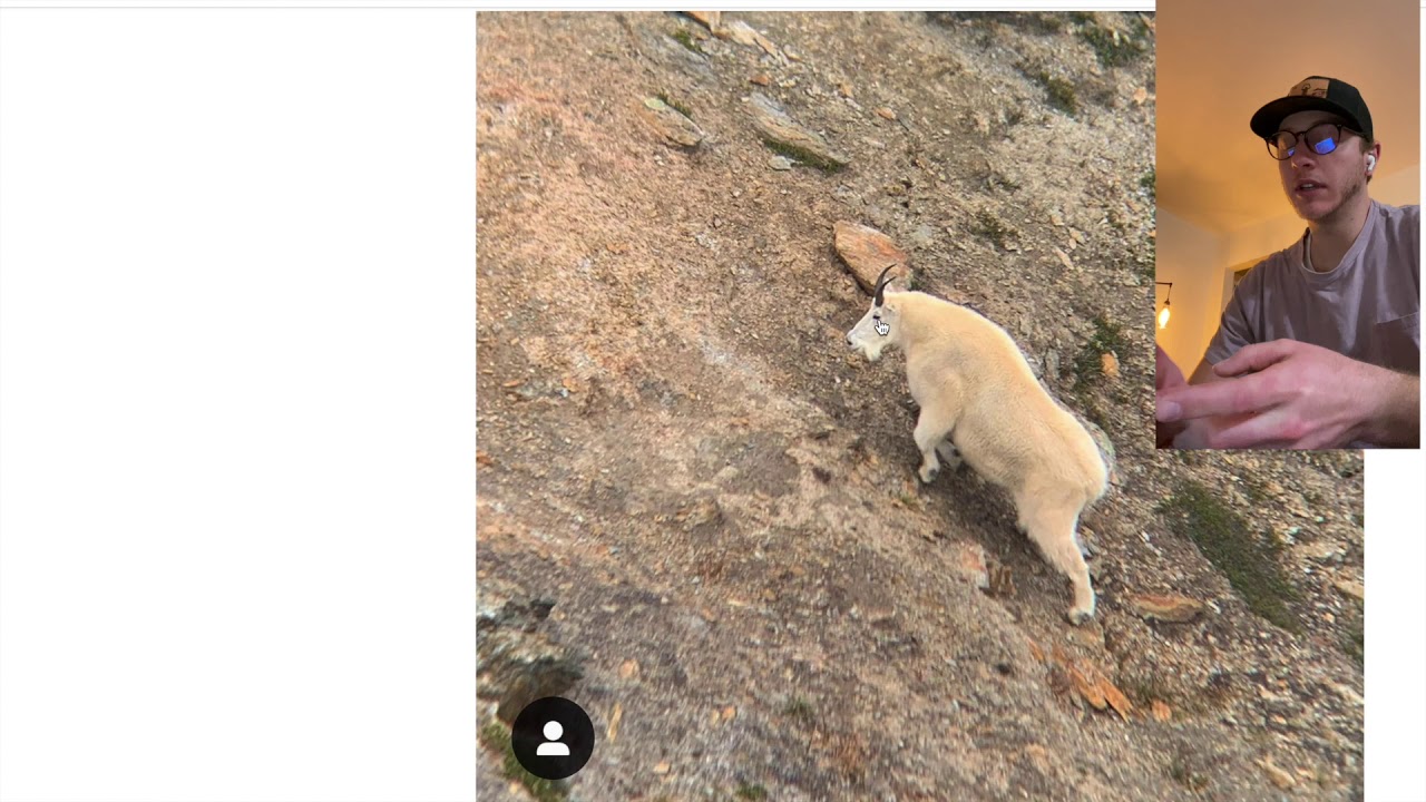 Mountain Goat Identification - YouTube
