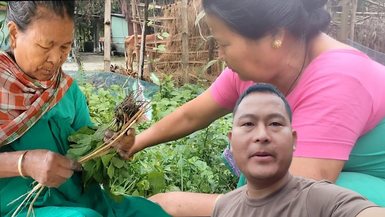 GREEN LEAFY VEGETABLE//LAI PATA//MY SMALL GARDEN VEGETABLE SEED TO ...
