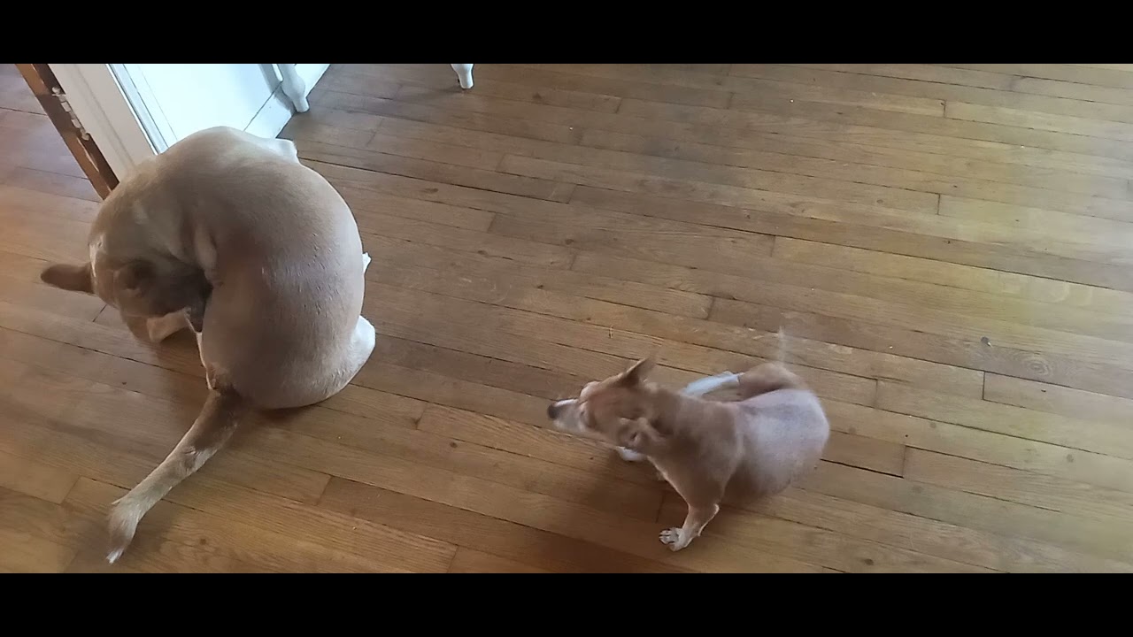 Russian Tap/Mating Dance Rehearsal. - YouTube