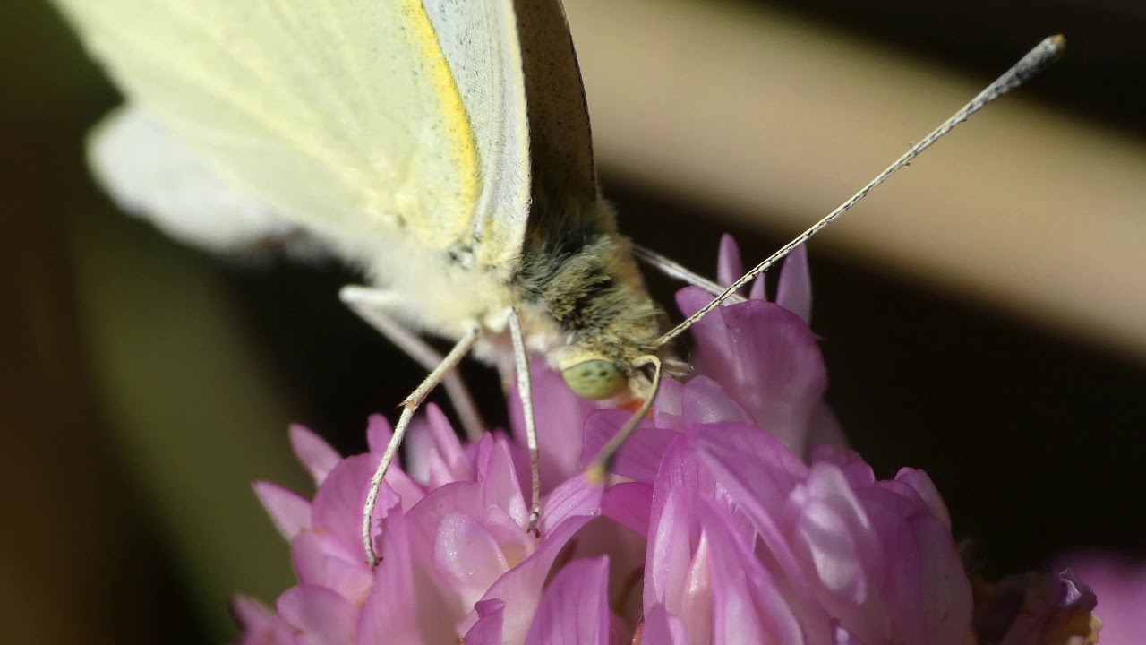 Macros de insectos. Lagunas de La Guardia (Toledo) 21-6-2020 - YouTube
