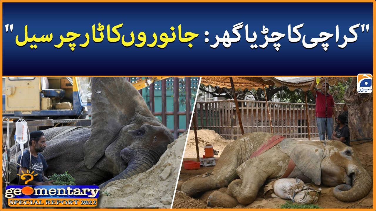 𝐆𝐞𝐨𝐦𝐞𝐧𝐭𝐚𝐫𝐲: "Is Karachi Zoo an animal horror story?" | Geo News - YouTube