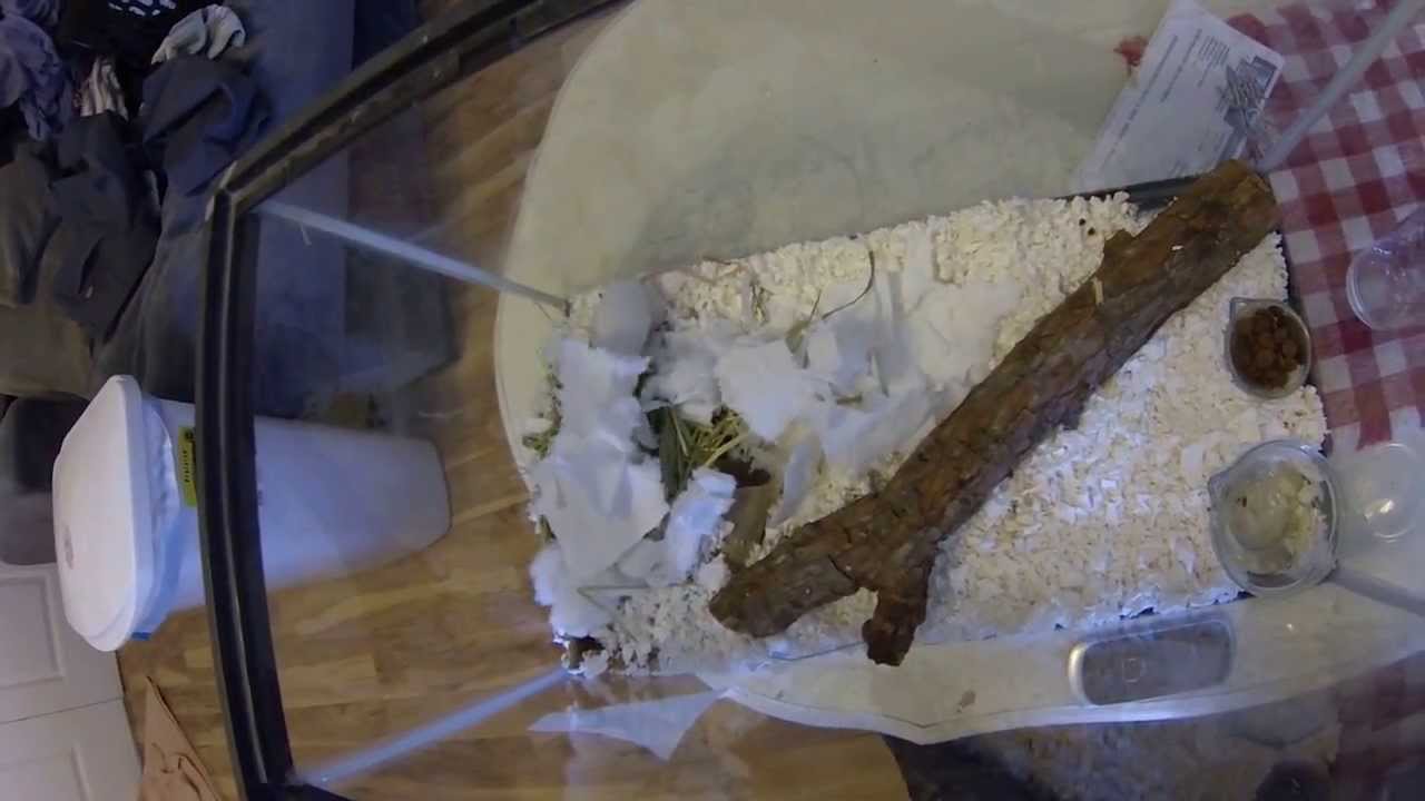 mouse breeding setup and project - YouTube