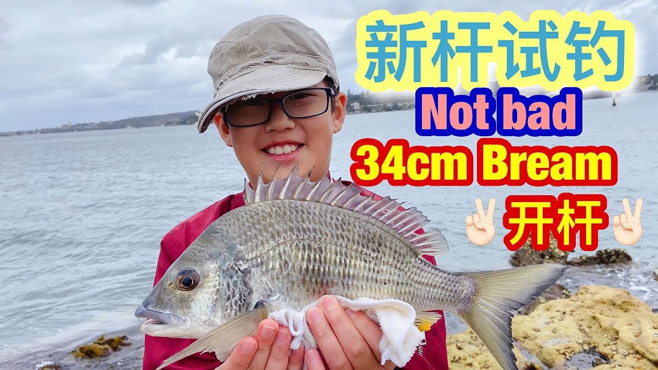 【Jack's Fishing life vlog#35】澳洲悉尼，内湾矶钓，儿子+新矶杆+初试全游动，收获34cm黄脚立, 把他高兴坏了 ...