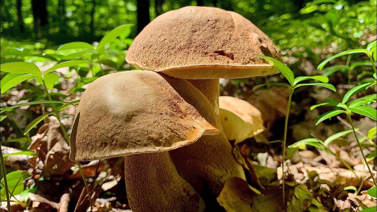 Big boletus mushrooms, Grande Gigante porcini aestivalis funghi, Hrib ...