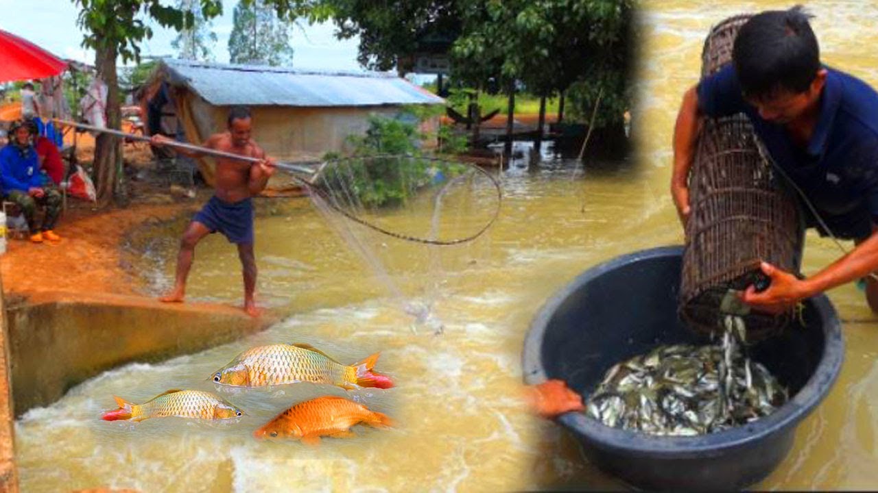 Amazing Fish Trap In Flood Season Catch Lot Of Fish , Cast Net Fishing ...