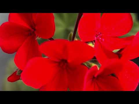 Seyir | Sardunya  | Kırmızı  #flowers #sardunya #day 