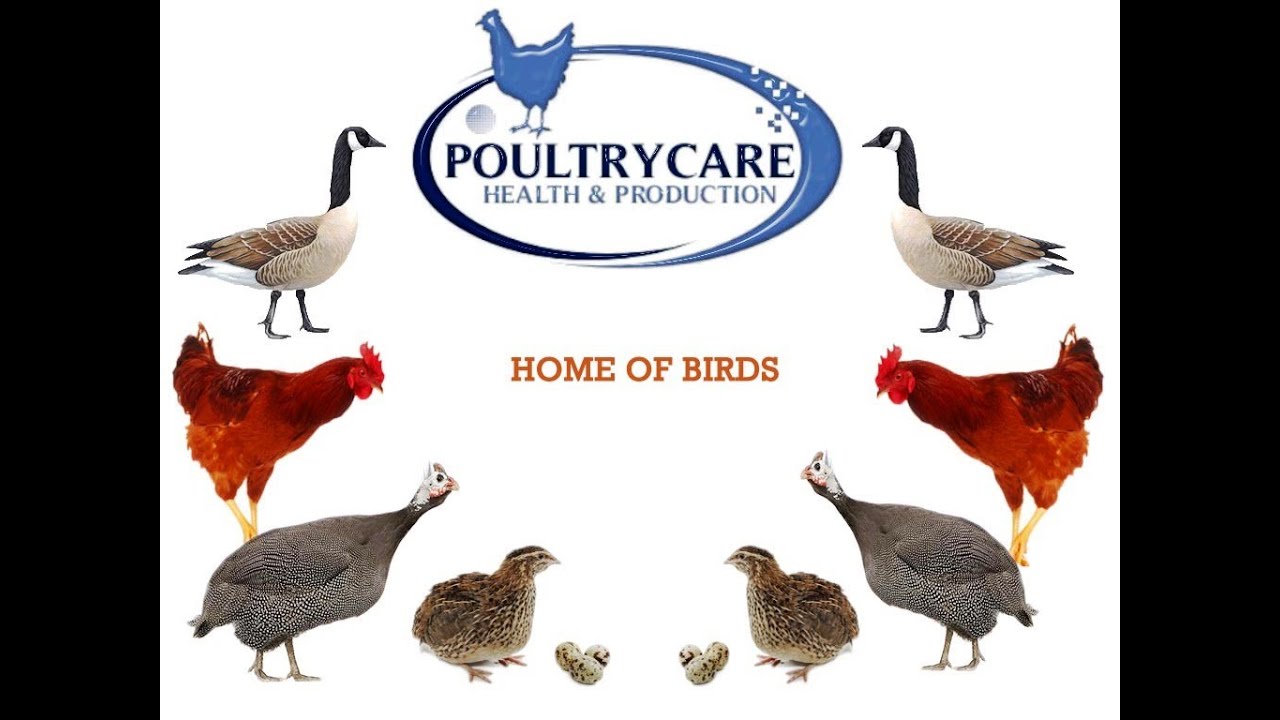 Ndege wafugwao (Poultry) - YouTube